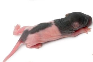 Baby Rats: Life Cycle, Appearance, Dangers & Care