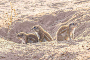What Is A Group Of Squirrels Called? (Group Behavior)