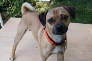 Jack Russell Pug Mix (Jugs): Size, Lifespan & Breed Info