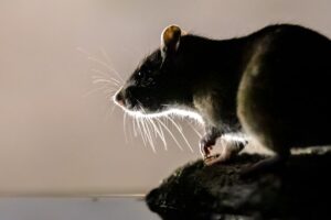 What Smells Do Rats Hate? (11 Rat Repelling Scents)