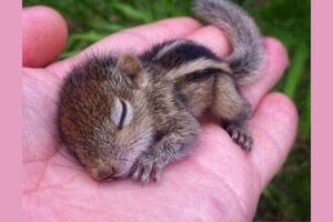 Can Squirrels Die From Falling? (How Squirrels Fall)