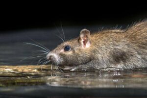 What Smells Do Rats Hate? (11 Rat Repelling Scents)