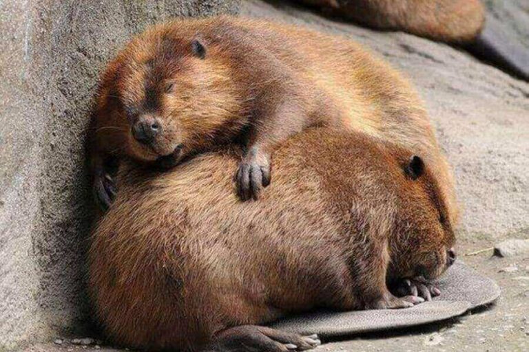 Are Beavers Nocturnal? (Beavers’ Sleep & Activity Patterns)