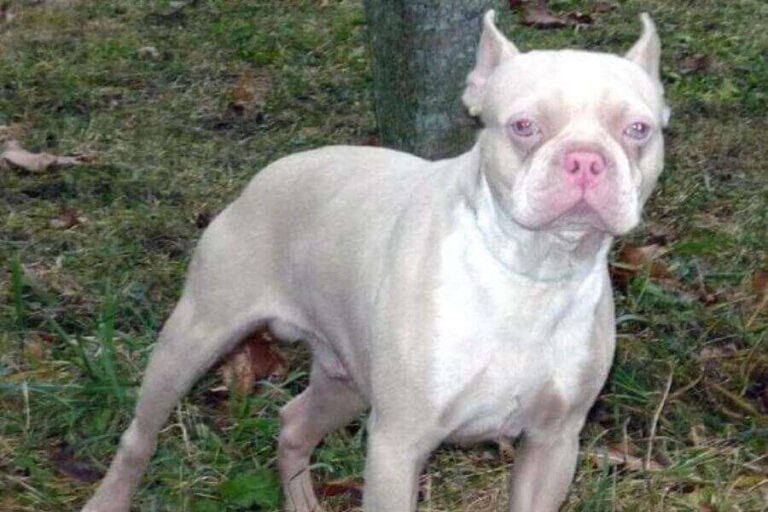 13 Boston Terrier Colors (All Shades & Combinations)