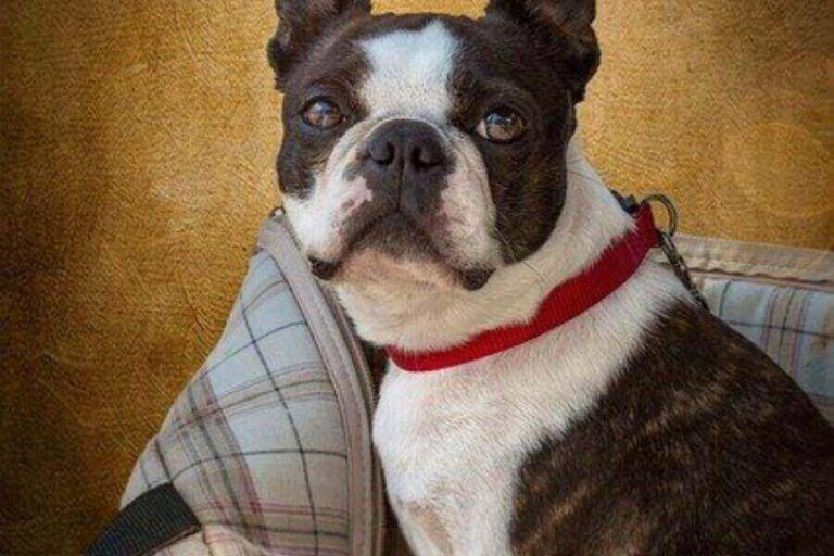 Brindle Boston Terrier: The Color Genetics Behind This Unique Pattern ...
