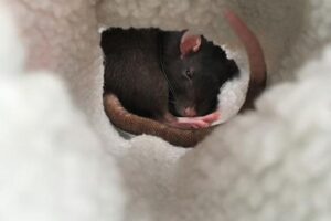 Do Rats Sleep? (How, Where, And How Long They Sleep)