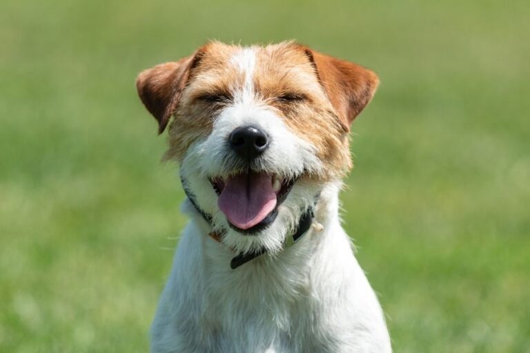 Wire-haired Jack Russell Terrier: Breed Information & Needs