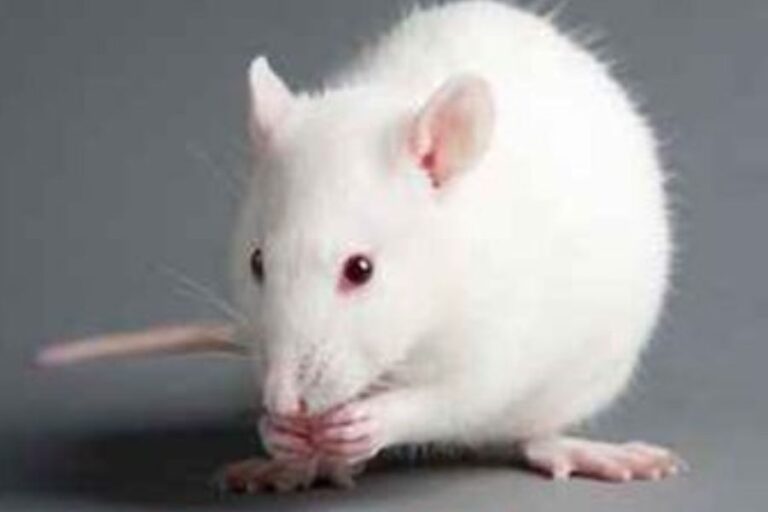 How Much Is A Rat? (Cost To Buy, Keep, And Supplies)