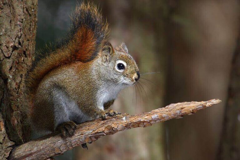 Squirrels In Oregon & The New Flying Squirrel