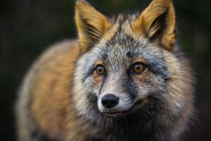 Cross Fox Facts: What Are Cross Foxes? (With Pictures)