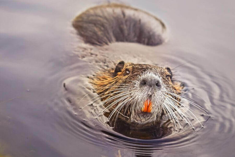 Beaver Speed: How Fast Are Beavers On Land & In Water?