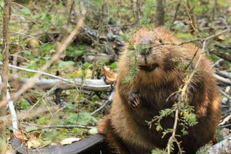 Beaver Speed: How Fast Are Beavers On Land & In Water?