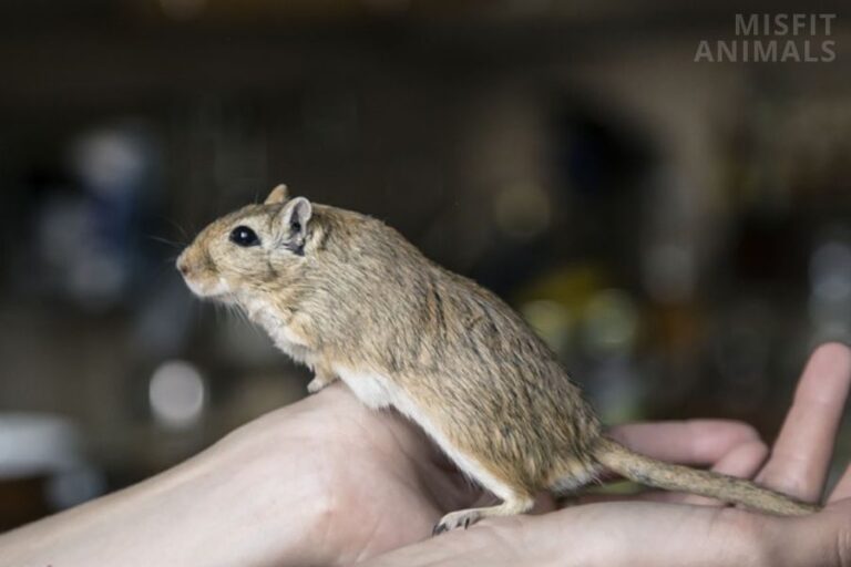 Gerbil Activity Pattern: Are Gerbils Nocturnal?