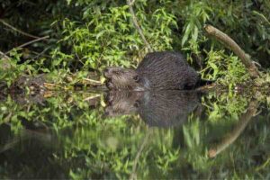 Beaver Facts: Habitat, Size, Life Cycle & More