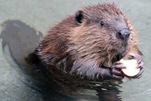 Pet Beaver: Can You Keep Beavers As Pets & How?