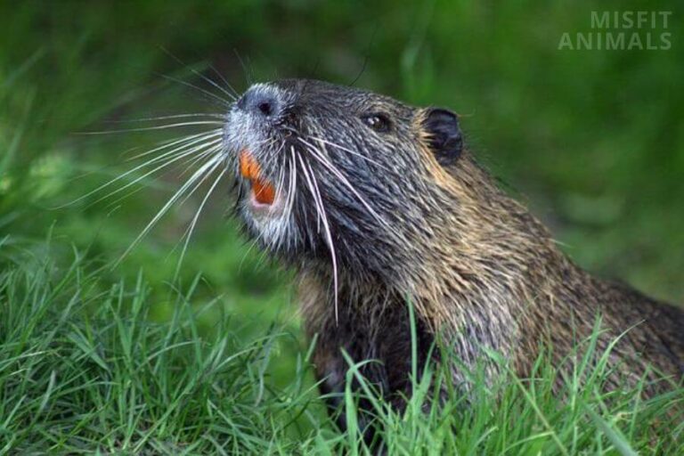 Beaver Teeth: What Do They Look Like & Why Are They Orange?