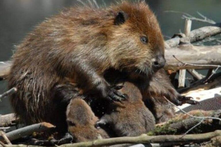 Baby Beaver: What They’re Called, Facts & Pictures