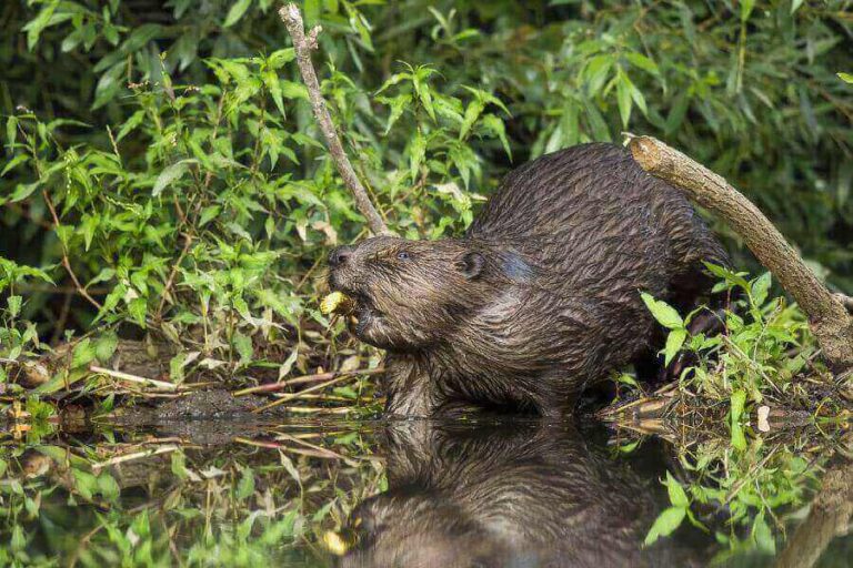 Beaver Swimming Facts: Can They Swim & How?