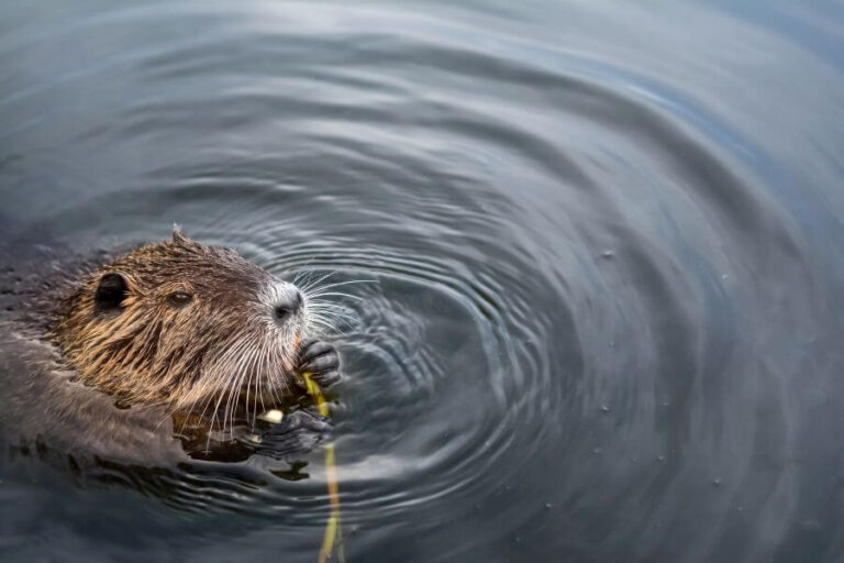 Beaver Swimming Facts: Can They Swim & How?