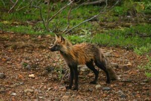 Cross Fox Facts: What Are Cross Foxes? (With Pictures)