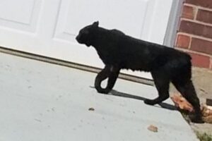 5 Unique Bobcat Colors & How Bobcats Camouflage