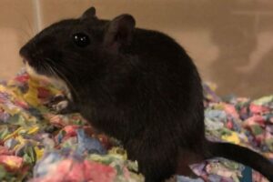 15 Gerbil Colors And Patterns (Rare & Common)