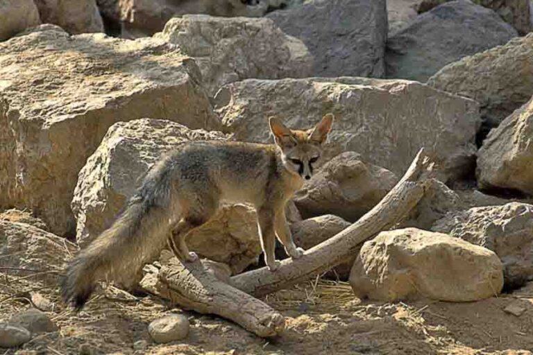 All 23 Different Types Of Foxes And Their Differences