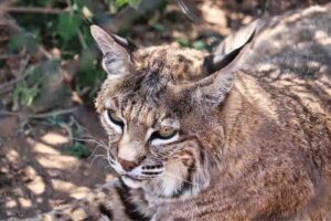 Bobcat Lifespan: How Long Do Bobcats Live? (Wild Vs. Zoos)
