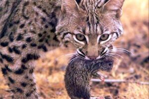 Bobcat Diet: What Do Bobcats Eat? (Common Prey Animals)