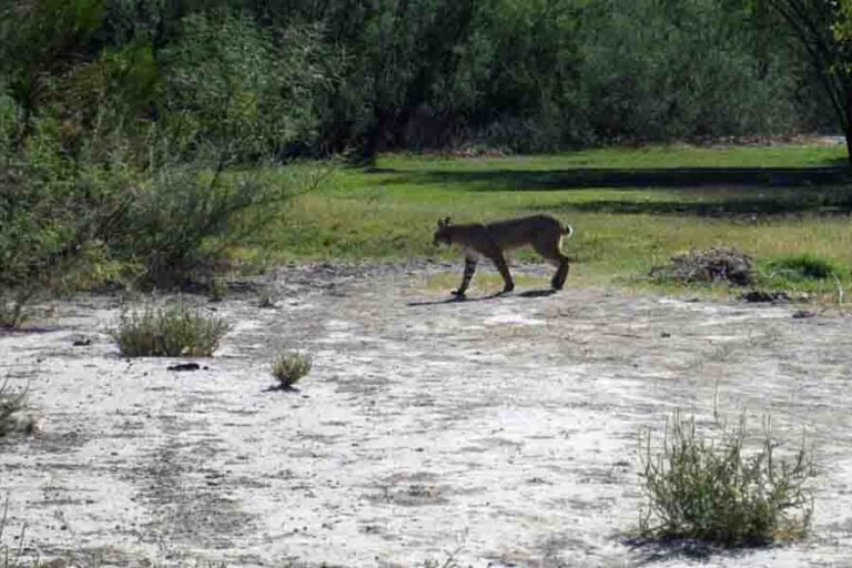 Bobcat Lifespan: How Long Do Bobcats Live? (Wild Vs. Zoos)