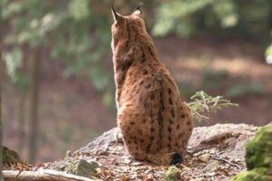 5 Unique Bobcat Colors & How Bobcats Camouflage