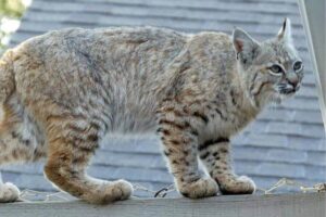 Bobcat Size Comparison: How Big Are Bobcats Really?