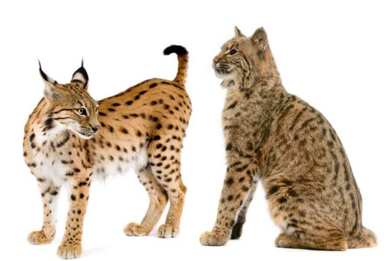 Bobcat Size Comparison: How Big Are Bobcats Really?