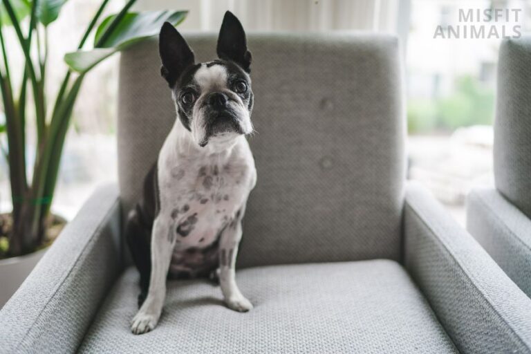 Boston Terrier Size: Height, Weight, & Growth Chart