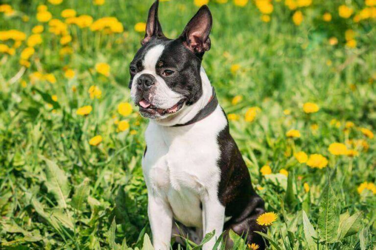 Boston Terrier Growth: Height, Weight, And Growth Chart