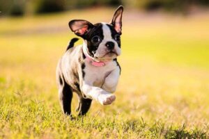 Boston Terrier Growth: Height, Weight, And Growth Chart