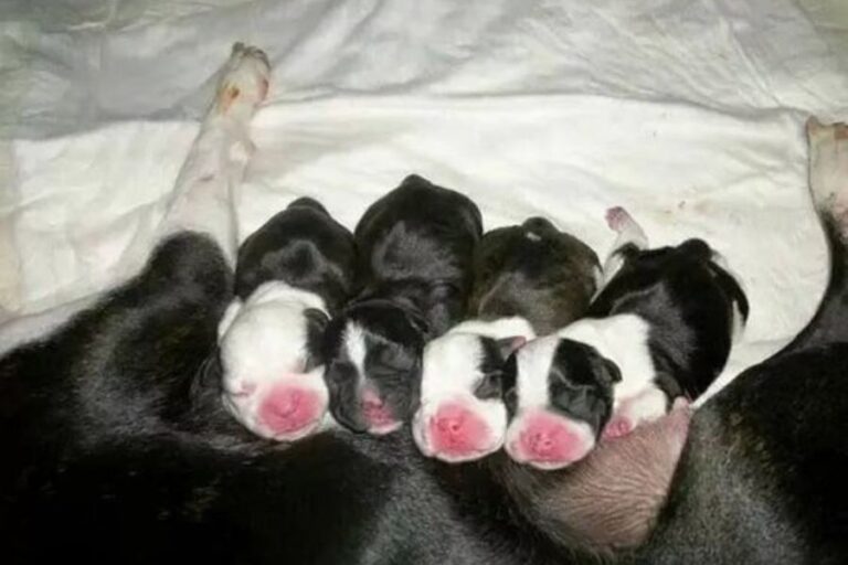 Boston Terrier Growth: Height, Weight, And Growth Chart