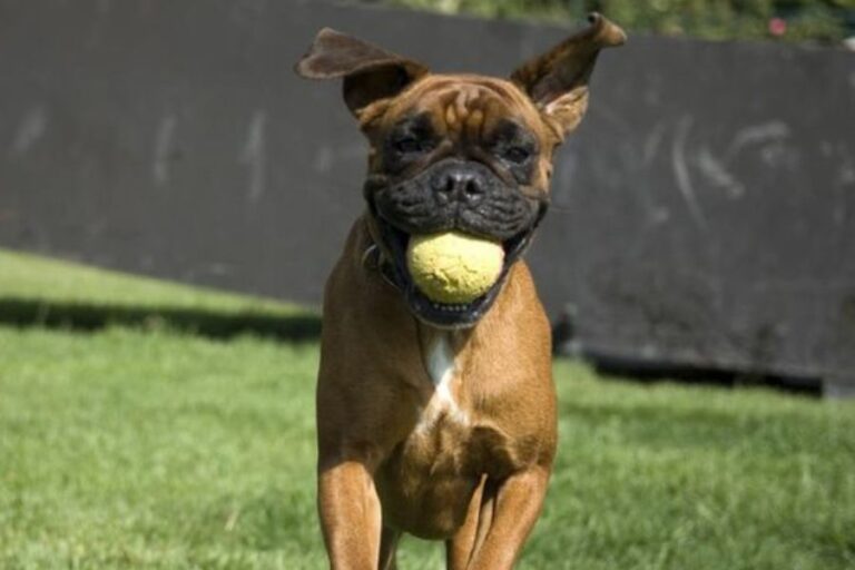Boston Terrier Boxer Mix (Boston Boxer): Breed Overview
