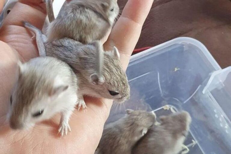 Gerbil Breeding: A Complete Guide To Breeding Gerbils