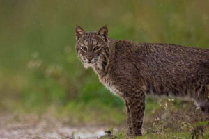 5 Unique Bobcat Colors & How Bobcats Camouflage