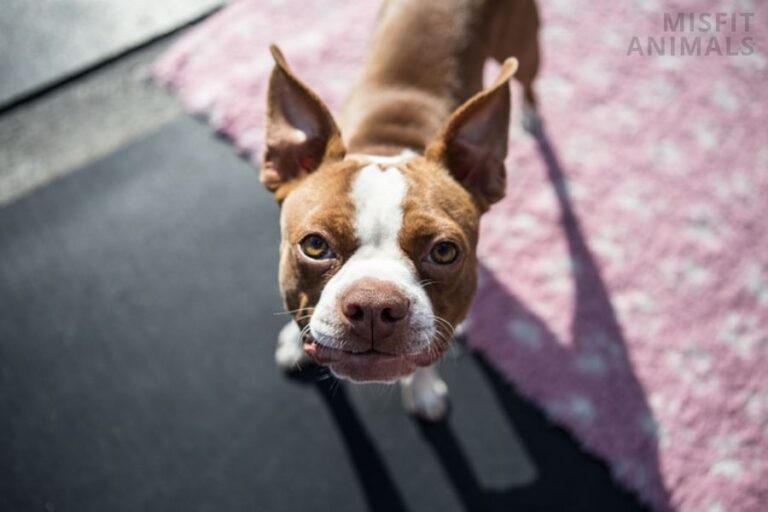 Brindle Boston Terrier: The Color Genetics Behind This Unique Pattern ...