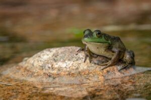 Pond Animals: 21 Animals That Live In Ponds | Misfit Animals