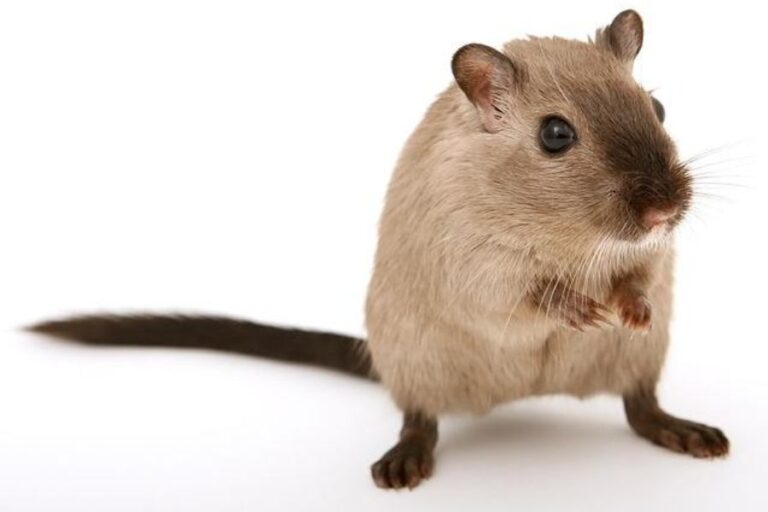 15 Gerbil Colors And Patterns (Rare & Common)