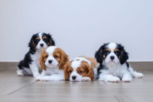 The 4 Main Cavalier King Charles Spaniel Colors Explained