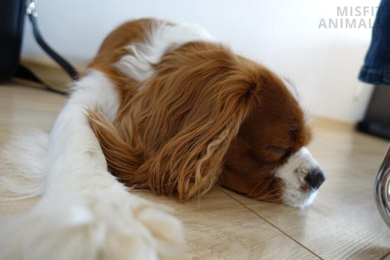 Cavalier King Charles Spaniel Signs Of Dying: Learn To Recognize The ...