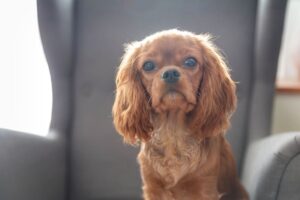 Cavalier King Charles Spaniel Vs. Cocker Spaniel