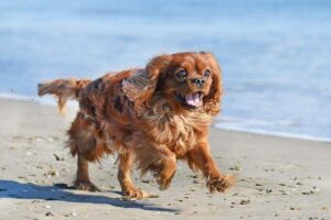 Cavalier King Charles Spaniel Vs. Cocker Spaniel