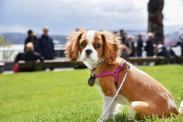 Cavalier King Charles Spaniel Vs. Cocker Spaniel