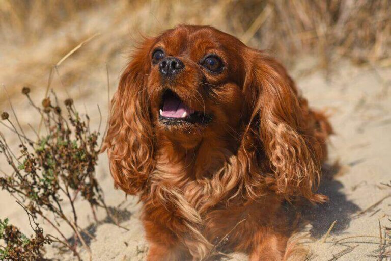 Cavalier King Charles Spaniel Vs. Cocker Spaniel