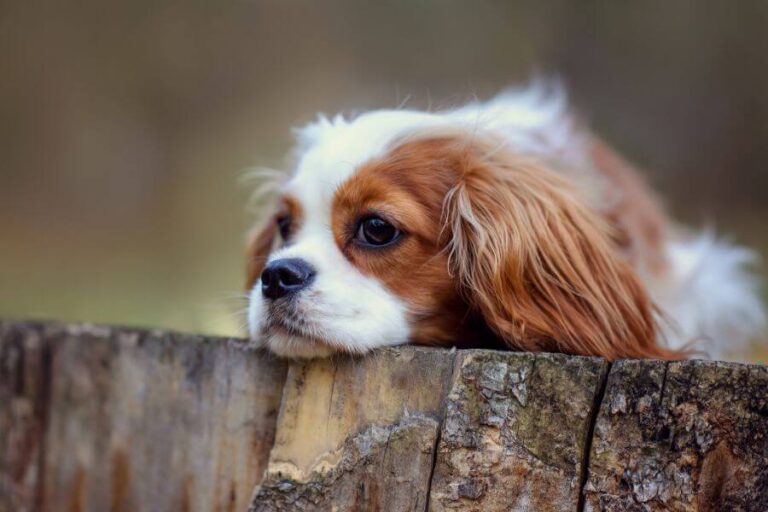 Cavalier King Charles Spaniel Vs. Cocker Spaniel